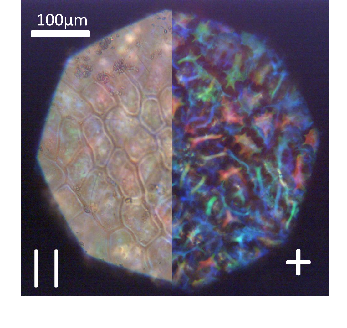 Rox Middleton | Bio-inspired Photonics